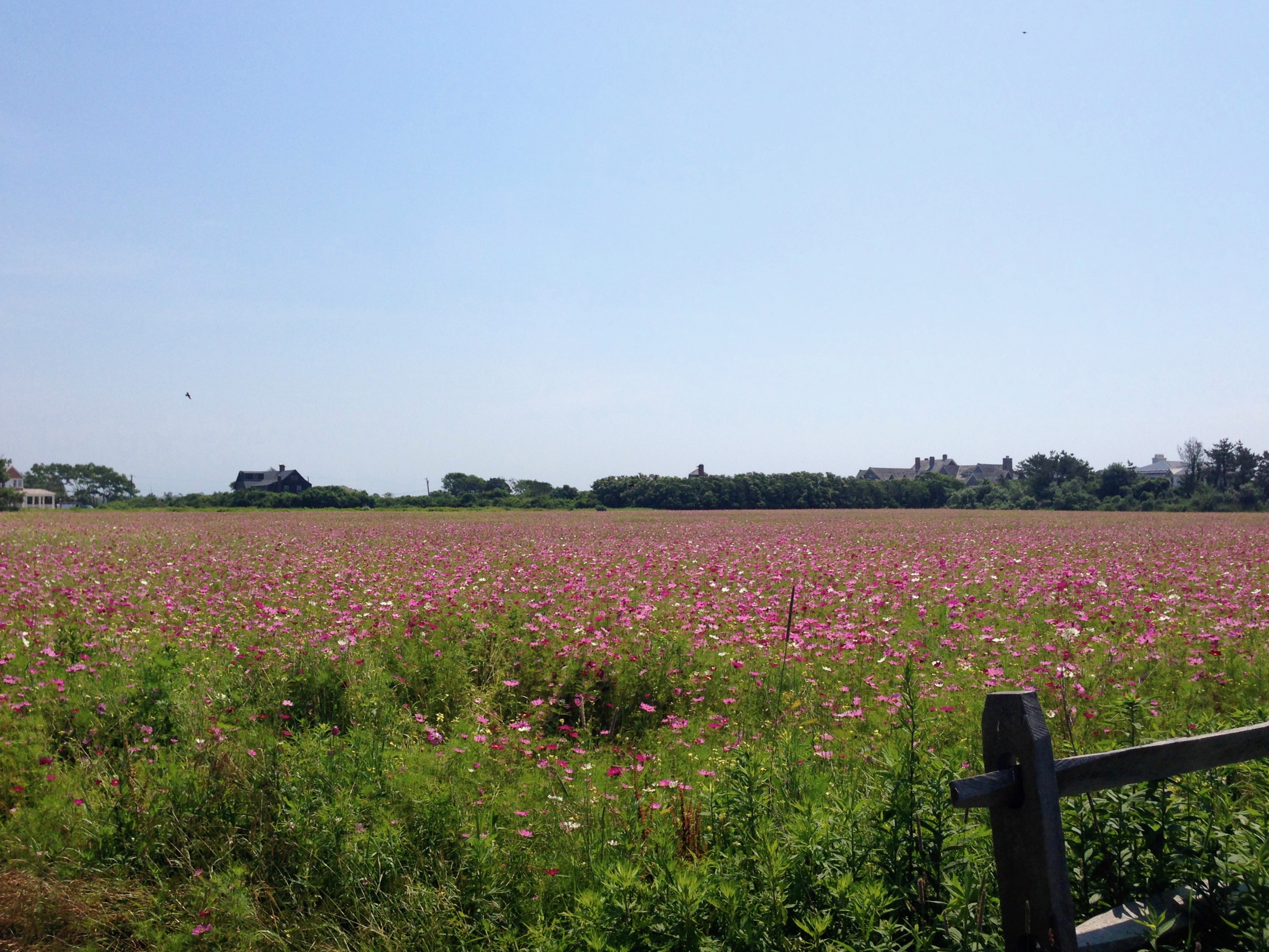 IMG_3834 – Citizens for the Preservation of Wainscott